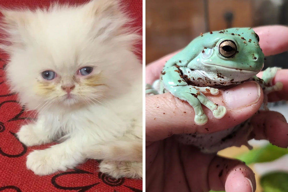 50 Adopted Pets Who Brought Joy To Their New Owners And The Entire ...