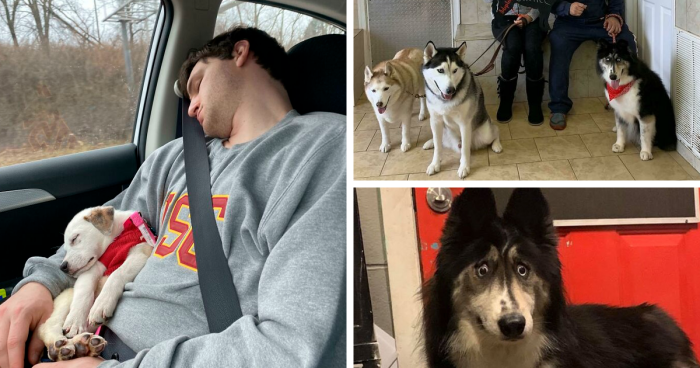 50 Of The Most Heartwarming Pics And Stories Of Happily Adopted Pets ...