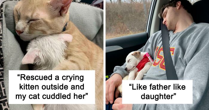50 Of The Most Heartwarming Pics And Stories Of Happily Adopted Pets ...