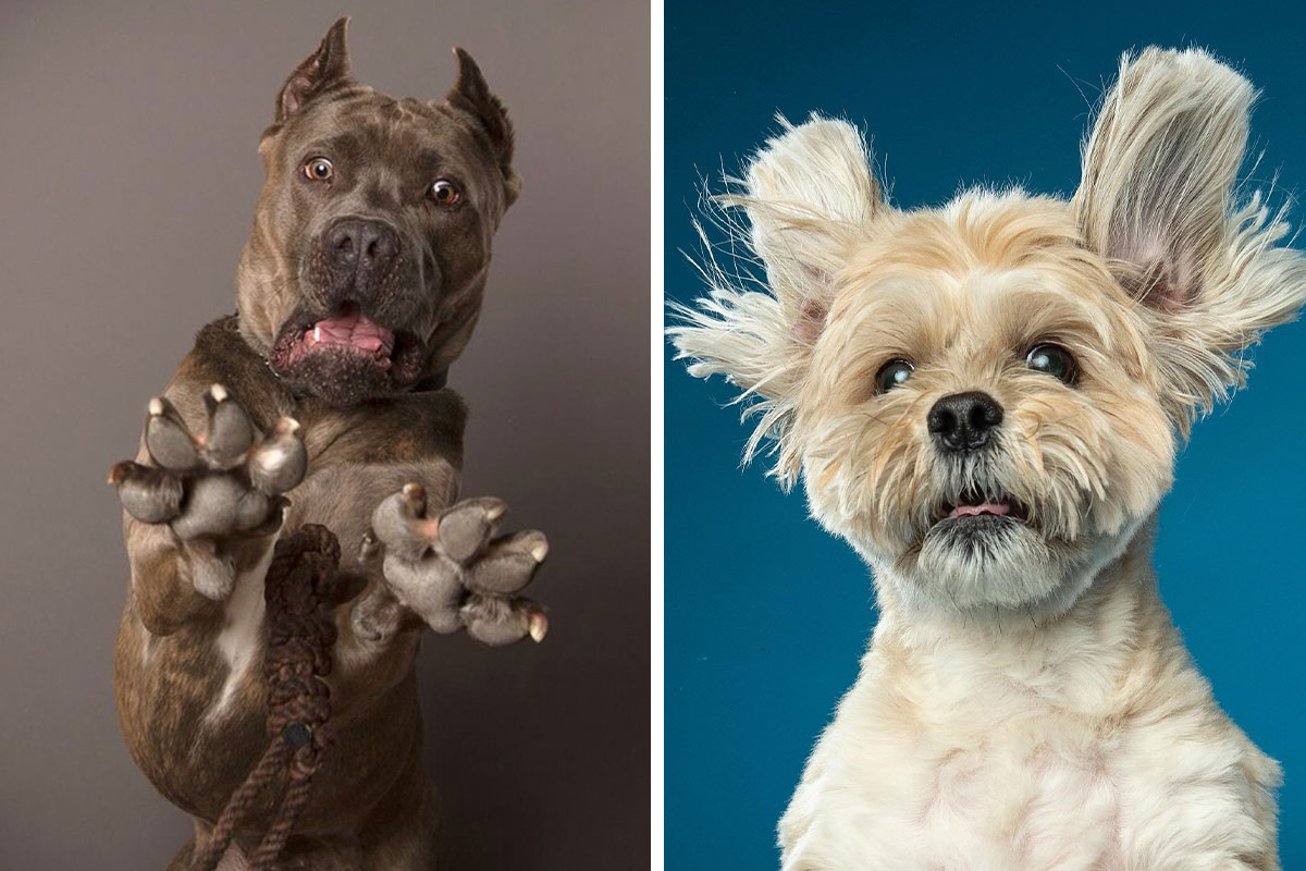Derpy Dogs: 30 Adorable Photographs Of Paws, Noses, And Wagging Tails ...