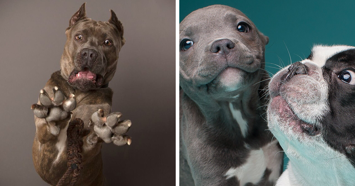 Derpy Dogs: 30 Adorable Photographs Of Paws, Noses, And Wagging Tails ...