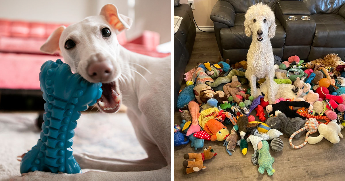 Why Is My Dog Eating Toys? A Vet’s Guide | Bored Panda