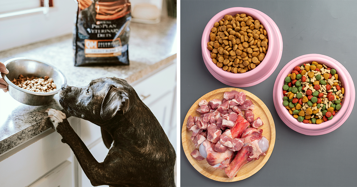 Dog Food Labels: A Comprehensive Guide to Understanding Pet Food Labels ...