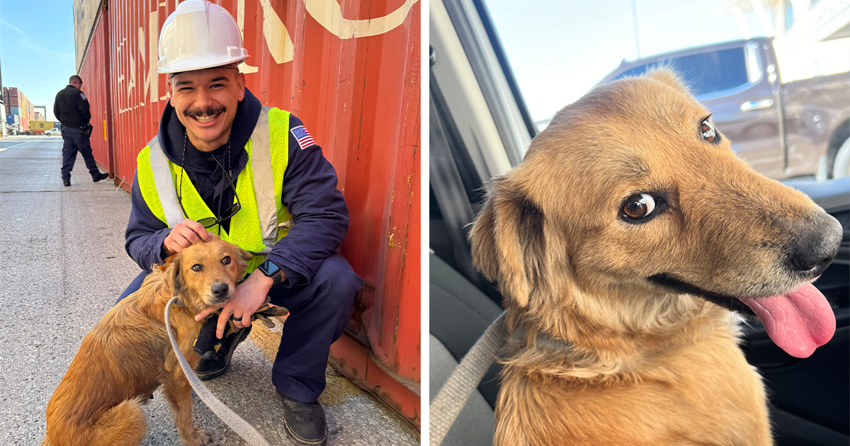 Saved After 8 Days In A Shipping Container, Connie The Dog Is Revealed ...