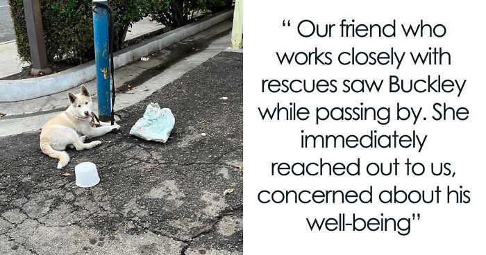 Finding Freedom: Buckley, The Dog Bound To A Pole, Embraces A Forever ...
