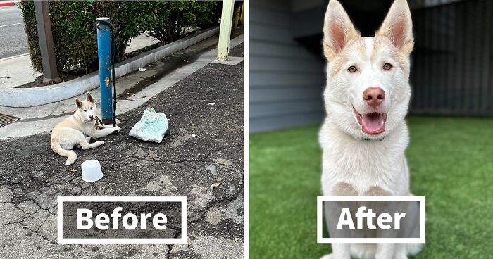 Finding Freedom: Buckley, The Dog Bound To A Pole, Embraces A Forever ...