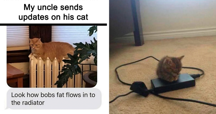 40 Funny And Cute Cats That Might Heal Your Depression, As Shared On ...
