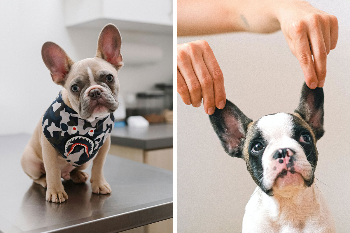 10 Common French Bulldog Health Issues You Should Know Know About ...