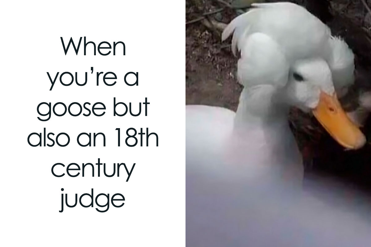 50 Top-Quality Bird Memes To Make You Grin Today, As Shared By This ...