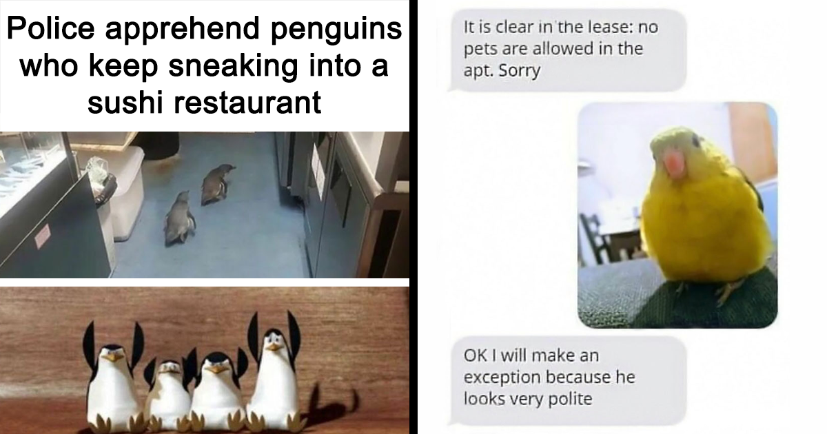 50 Top-Quality Bird Memes To Make You Grin Today, As Shared By This ...