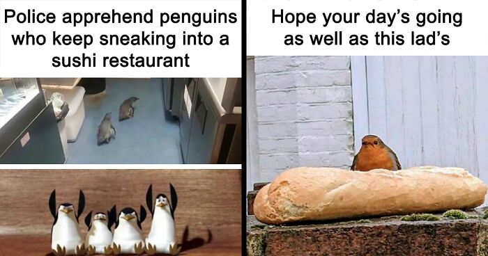 50 Top-Quality Bird Memes To Make You Grin Today, As Shared By This ...
