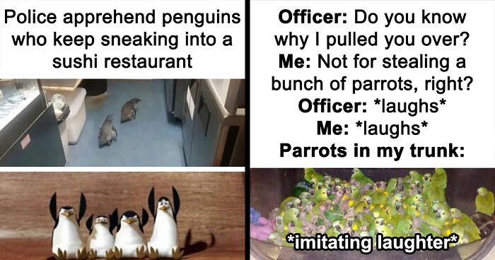 50 Top-Quality Bird Memes To Make You Grin Today, As Shared By This ...