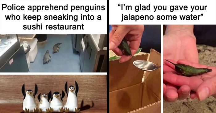 50 Top-Quality Bird Memes To Make You Grin Today, As Shared By This ...