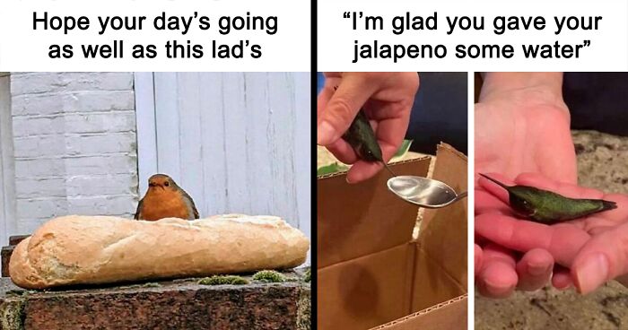 50 Top-Quality Bird Memes To Make You Grin Today, As Shared By This ...