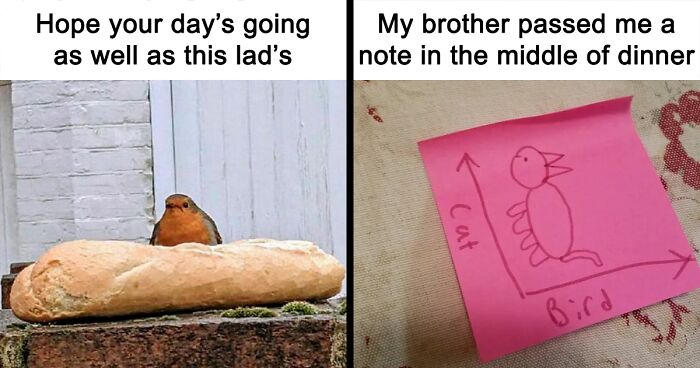 50 Top-Quality Bird Memes To Make You Grin Today, As Shared By This ...