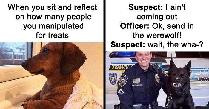 63 Funny Animal Memes That Prove Pets Are The Ultimate Comedians ...