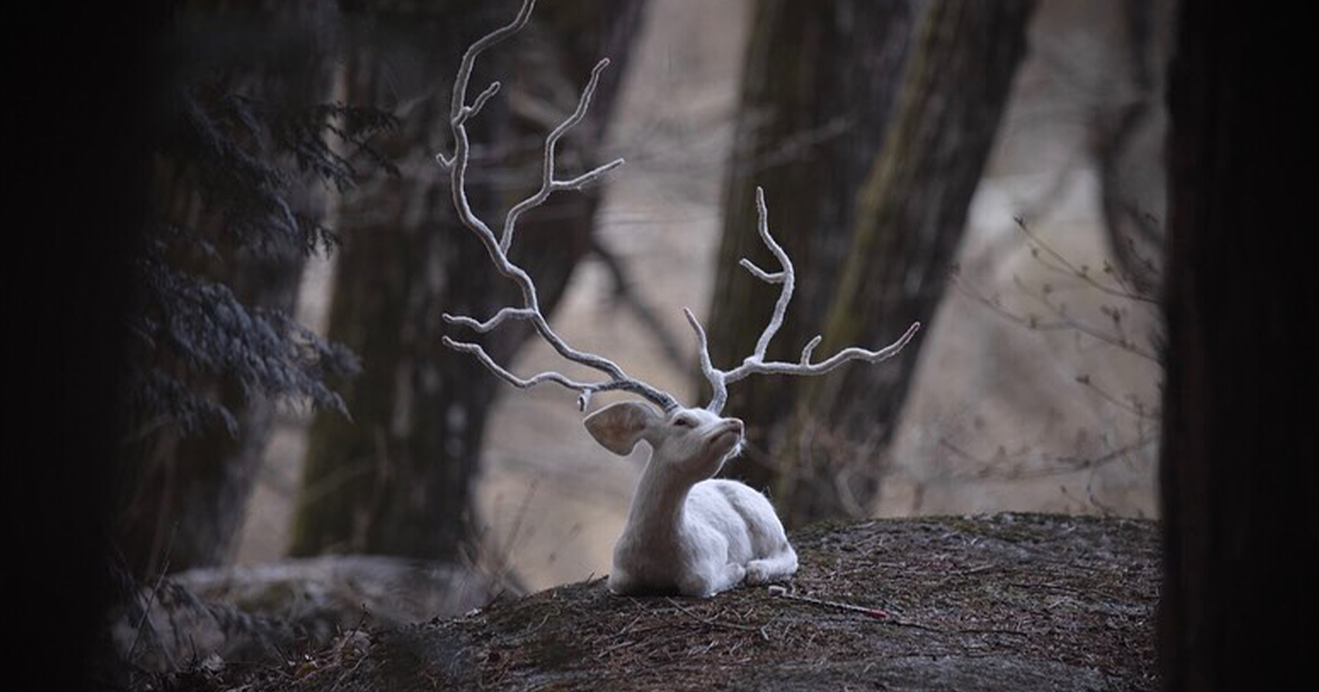 Artist Makes Hyper-Realistic Wool Animal Sculptures Through Needle ...