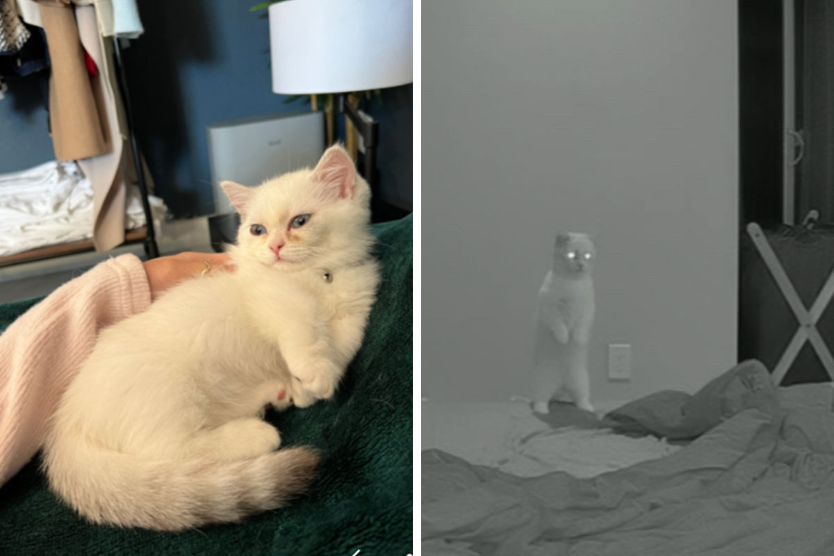 “That Wasn’t My Best Friend, It Was The Devil”: 30 Hilarious Pets Being Sweet, Then Evil | Bored ...