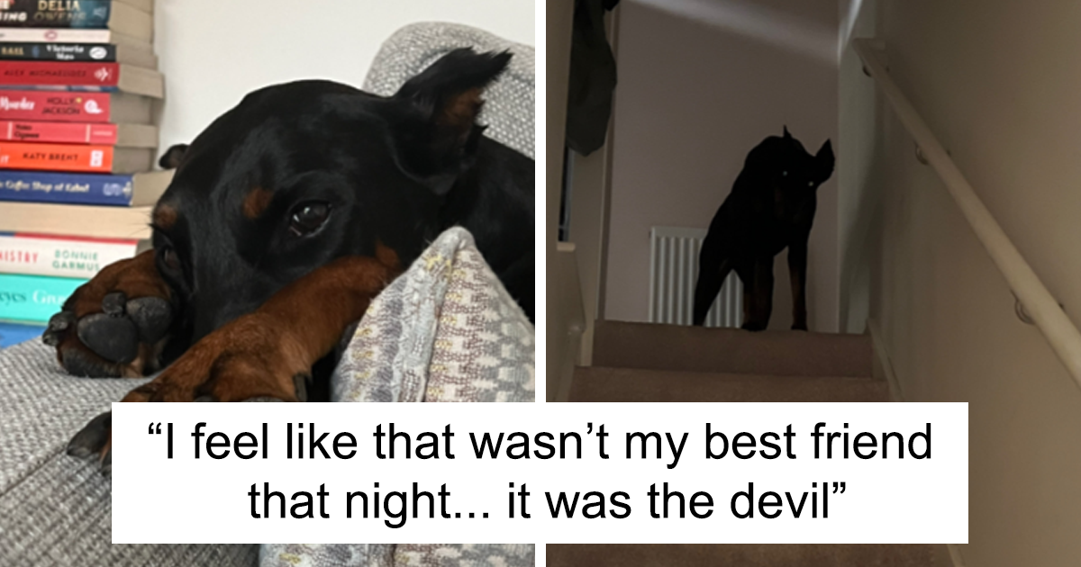 “That Wasn’t My Best Friend, It Was The Devil”: 30 Hilarious Pets Being ...