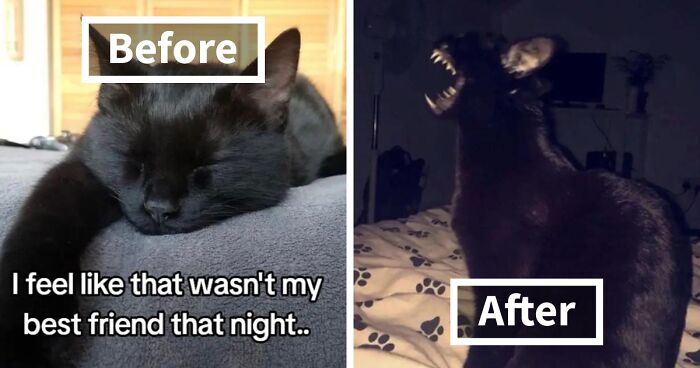 “That Wasn’t My Best Friend, It Was The Devil”: 30 Hilarious Pets Being ...