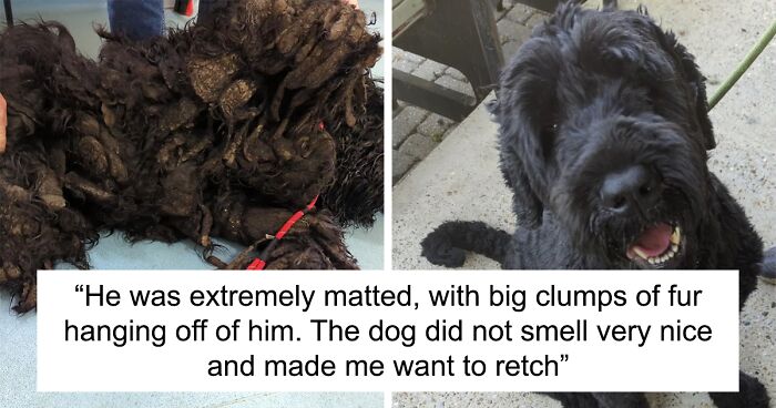 Barney The Dog Relieved After Rescuers Shave Off 7.8 Kg Of Matted Fur ...