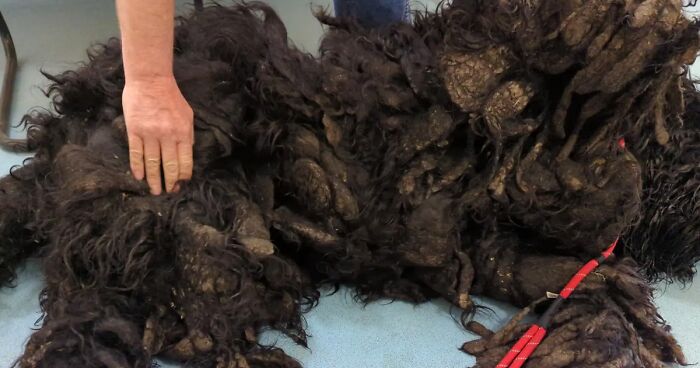 Barney The Dog Relieved After Rescuers Shave Off 7.8 Kg Of Matted Fur ...