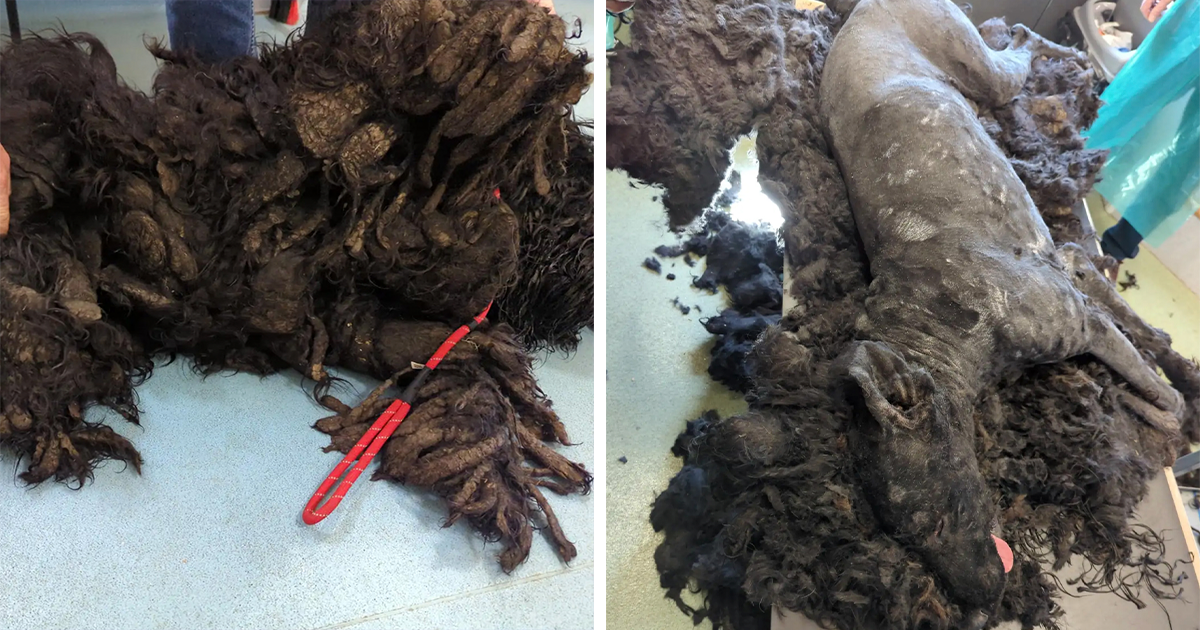 Barney The Dog Relieved After Rescuers Shave Off 7.8 Kg Of Matted Fur ...