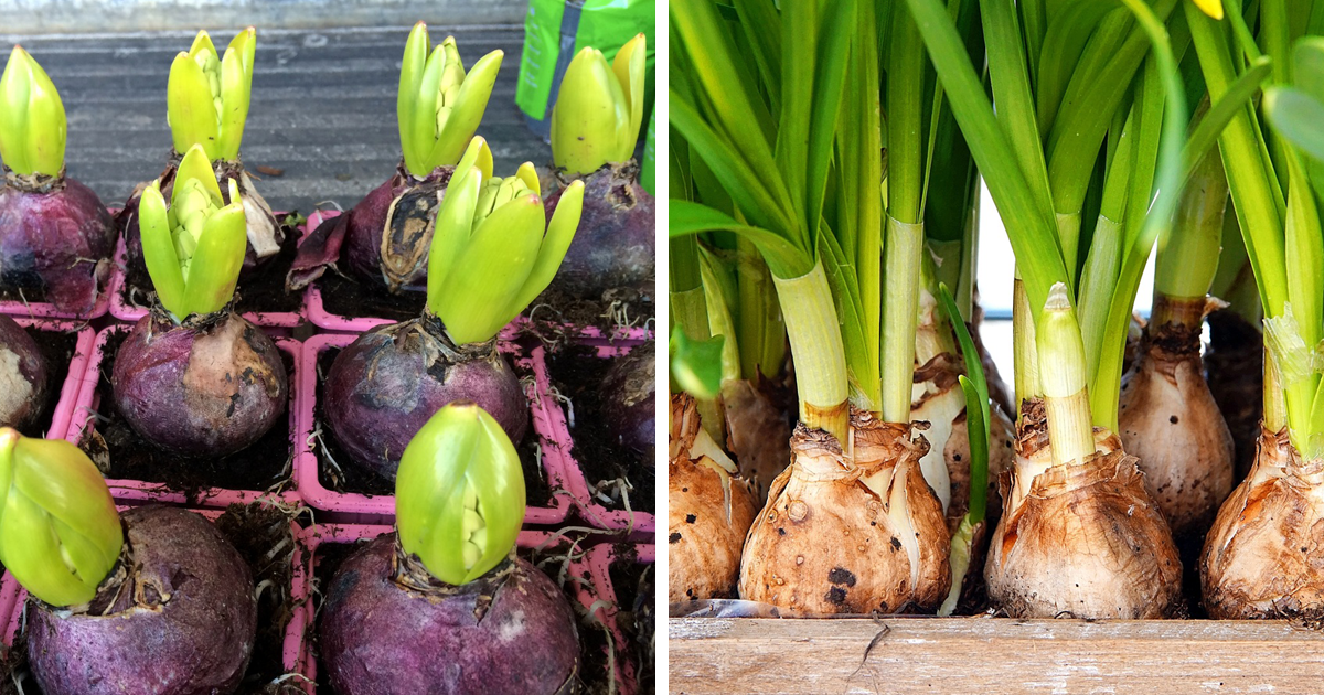 Planting Bulbs: 3 Seasonal Bulbs to Grow in Your Garden | Bored Panda
