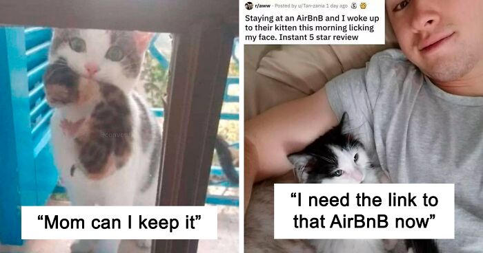 This Page Shares ‘Why You Should Have A Cat’ And Here’s 50 Of The Most ...