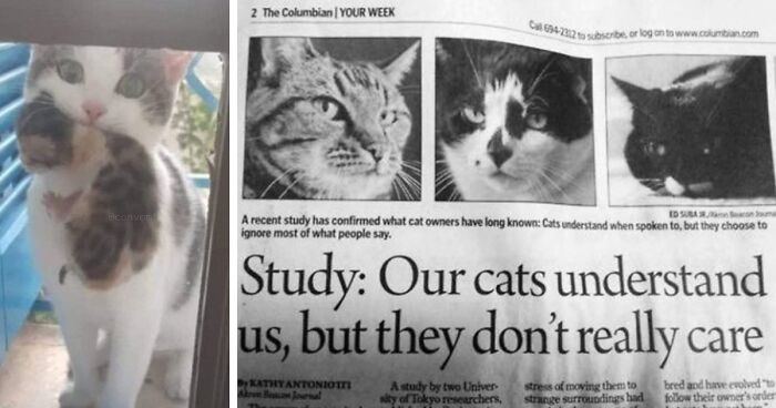 This Page Shares ‘Why You Should Have A Cat’ And Here’s 50 Of The Most ...