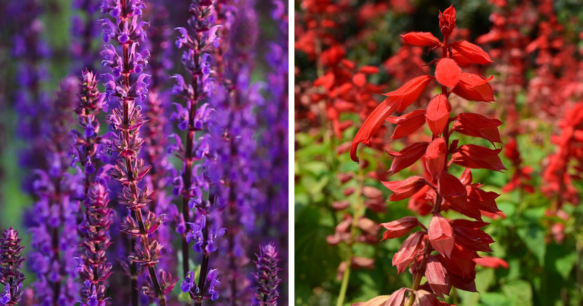 13 Common Salvia Species And How To Cultivate Them | Bored Panda