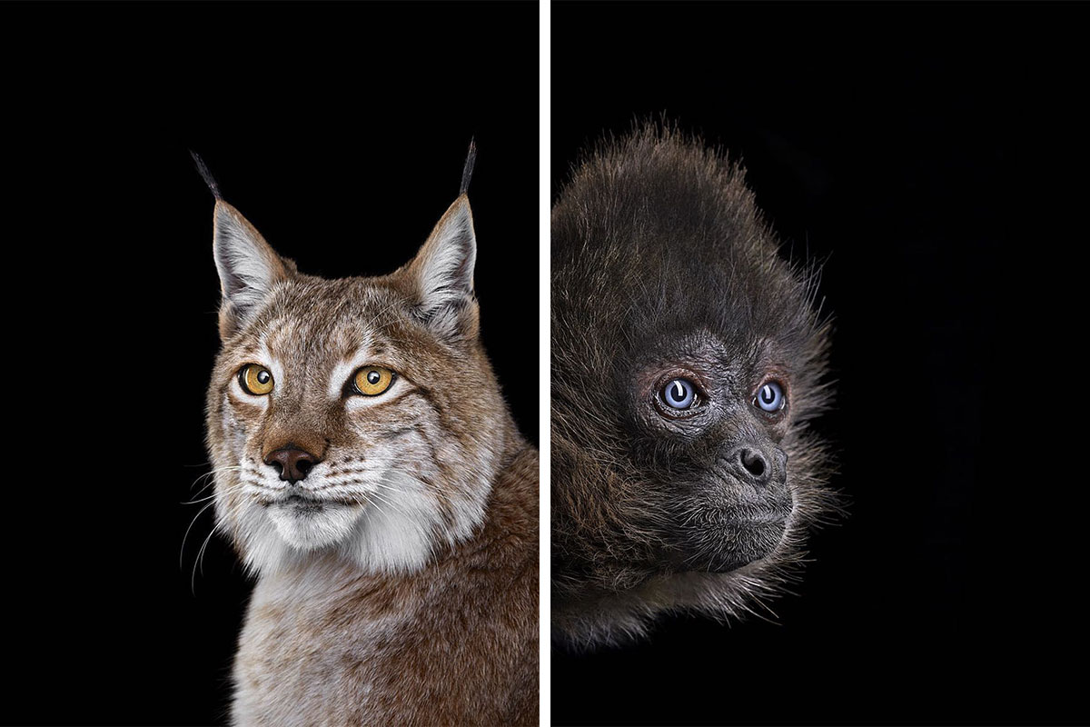 30 Captivating Studio Portraits Of Wild Animals Captured By Brad Wilson ...