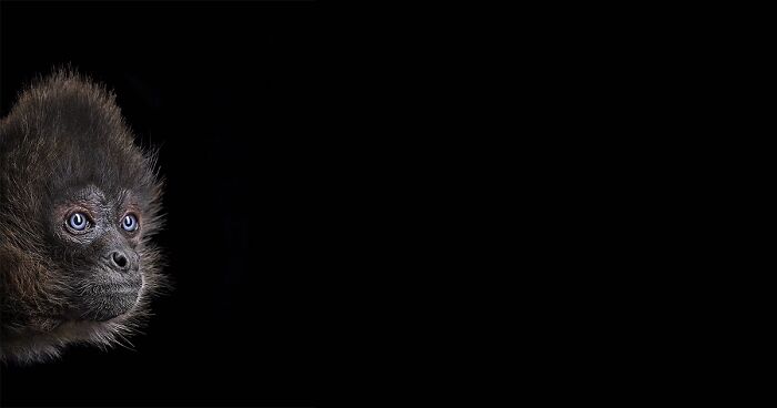 30 Captivating Studio Portraits Of Wild Animals Captured By Brad Wilson ...