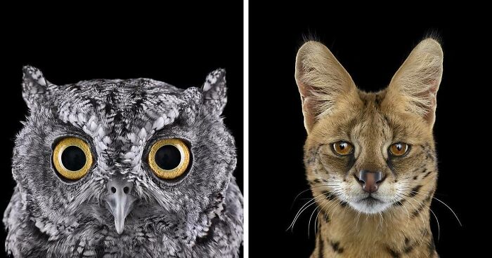 30 Captivating Studio Portraits Of Wild Animals Captured By Brad Wilson ...