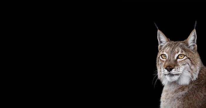 30 Captivating Studio Portraits Of Wild Animals Captured By Brad Wilson ...