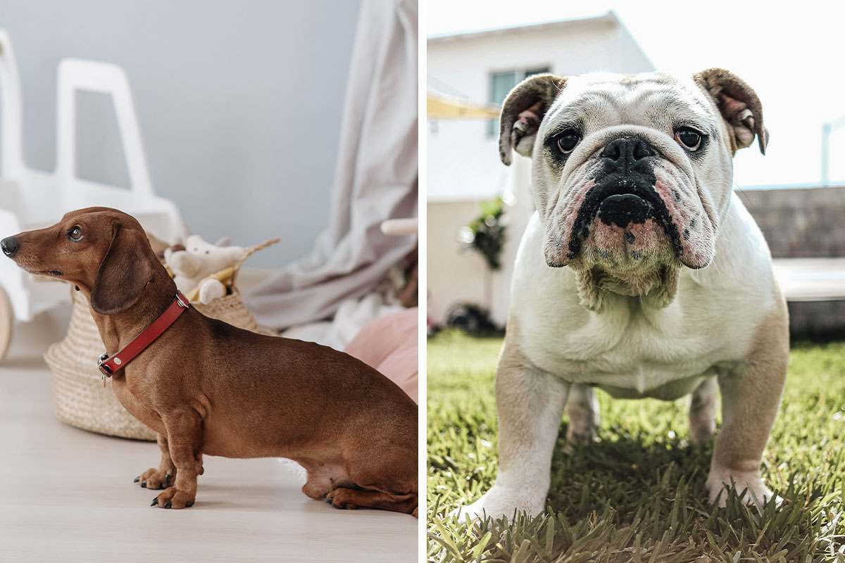 New Study Of 150 Dog Breeds Finds Size, Gender, And Nose Shape All Correlate With Dog Lifespan ...