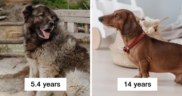 New Study Of 150 Dog Breeds Finds Size, Gender, And Nose Shape All ...
