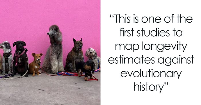 New Study Of 150 Dog Breeds Finds Size, Gender, And Nose Shape All Correlate With Dog Lifespan ...