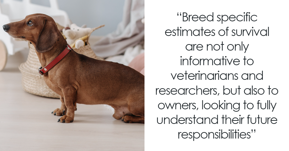 New Study Of 150 Dog Breeds Finds Size, Gender, And Nose Shape All Correlate With Dog Lifespan ...