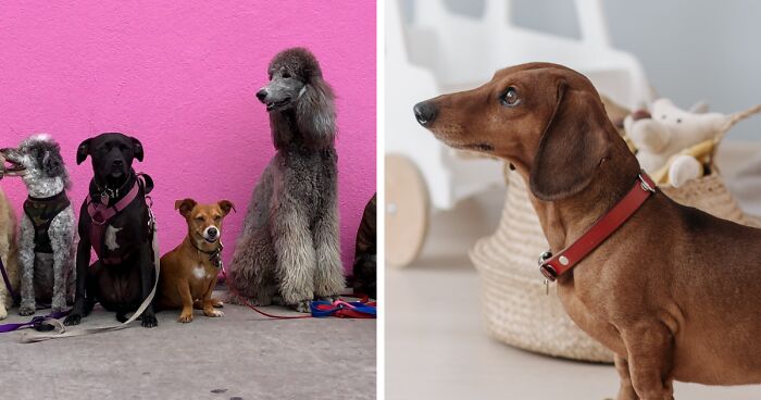 New Study Of 150 Dog Breeds Finds Size, Gender, And Nose Shape All ...