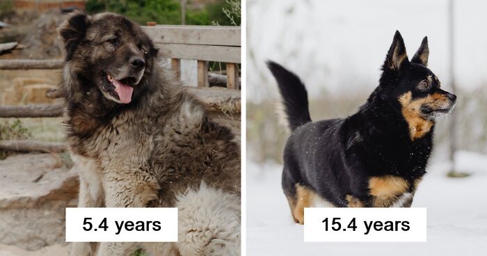 New Study Of 150 Dog Breeds Finds Size, Gender, And Nose Shape All ...
