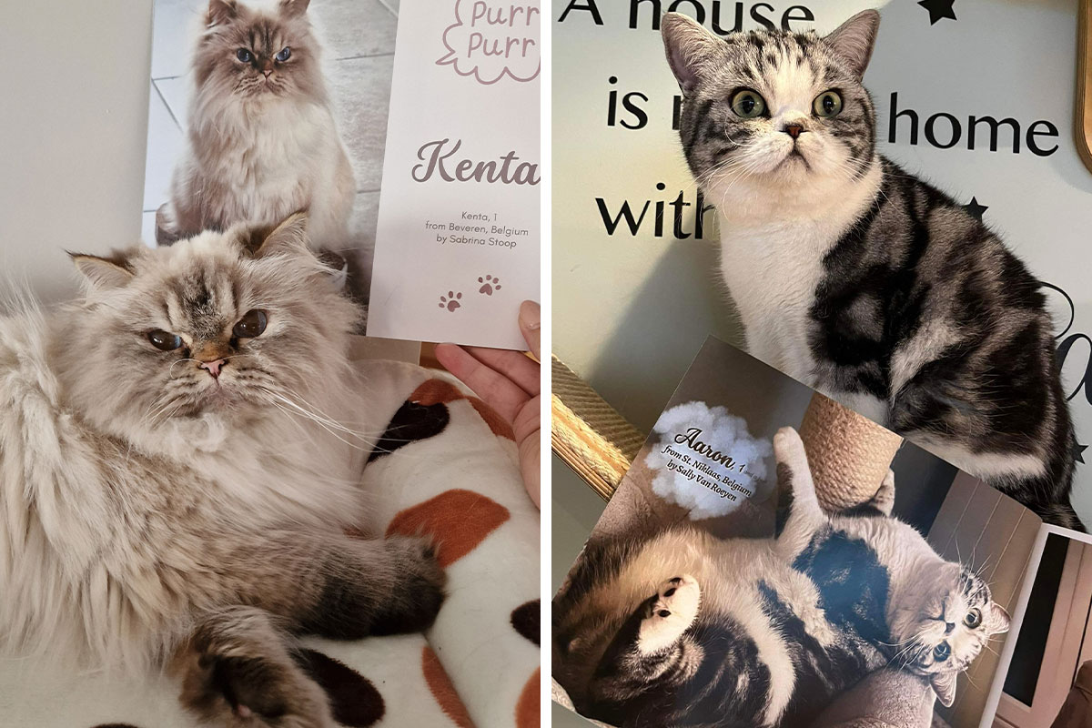 This Year’s Worldwide Cat Photobook Winners, Showcased Alongside Their ...