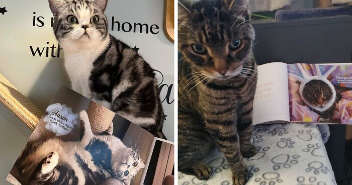 This Year’s Worldwide Cat Photobook Winners, Showcased Alongside Their ...