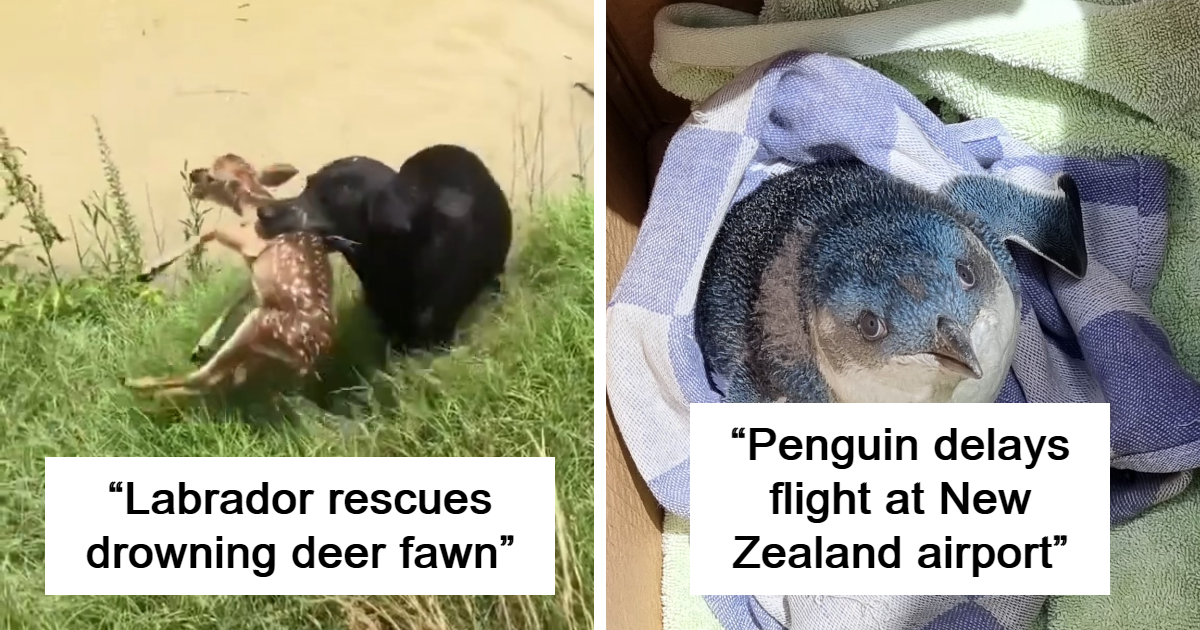 7 Fantastic Animals Who Made Headlines In January | Bored Panda
