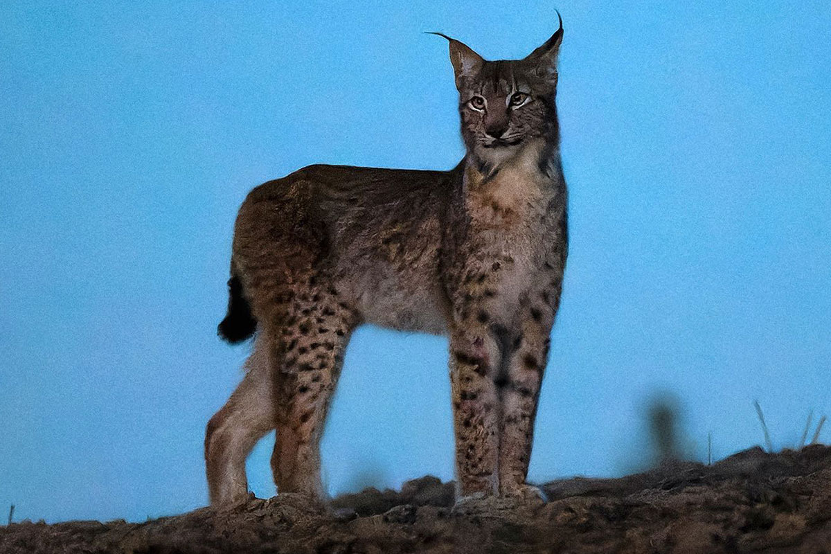 Finnish Photographer Takes Pictures Of Animals In Their Raw Moments (45 ...