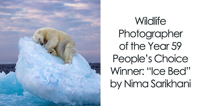 The Wildlife Photographer Of The Year People’s Choice Award: 25 Shortlisted Images That People ...