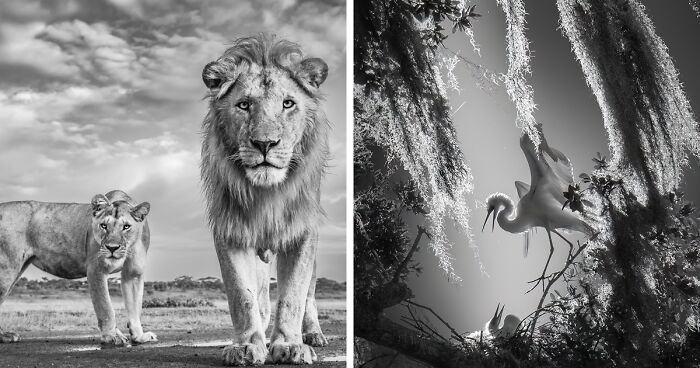 Monochrome Photography Awards 2023: 40 Images Captured By Talented ...