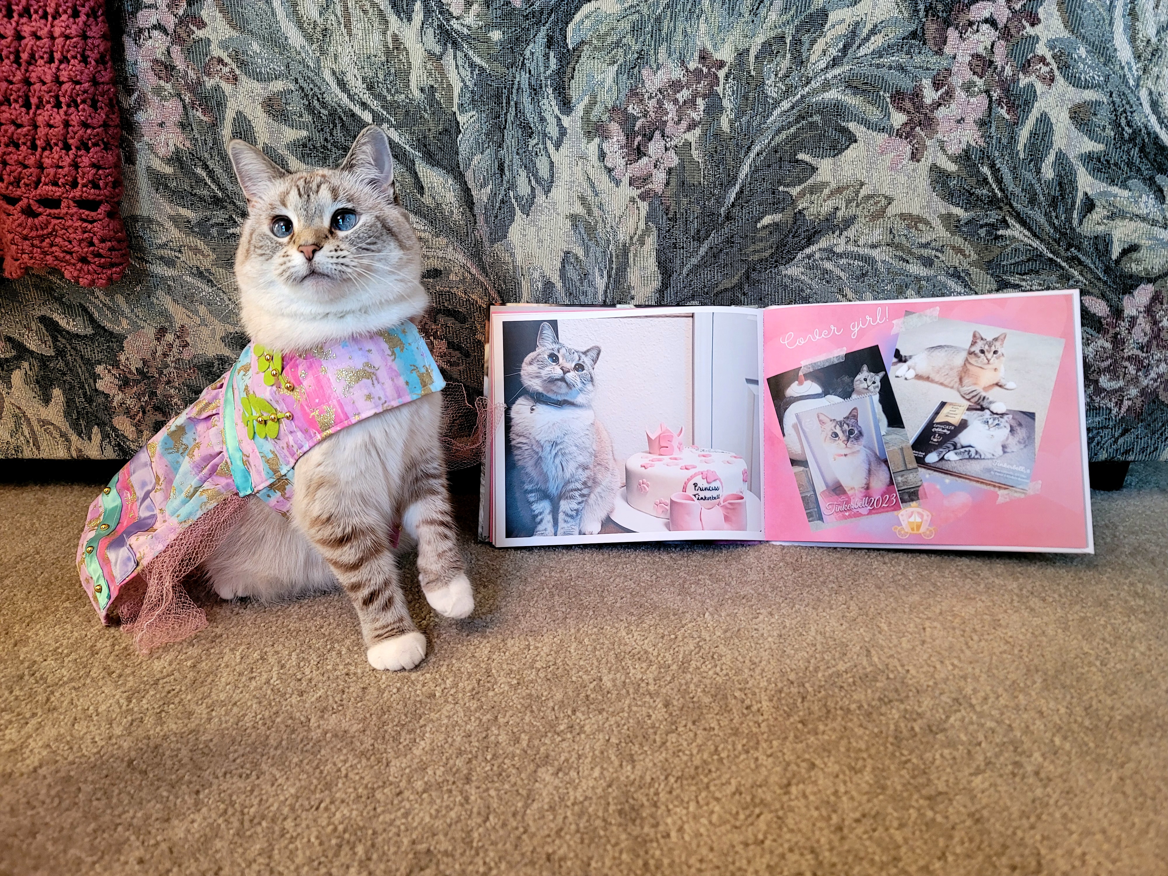 This Year’s Worldwide Cat Photobook Winners, Showcased Alongside Their ...