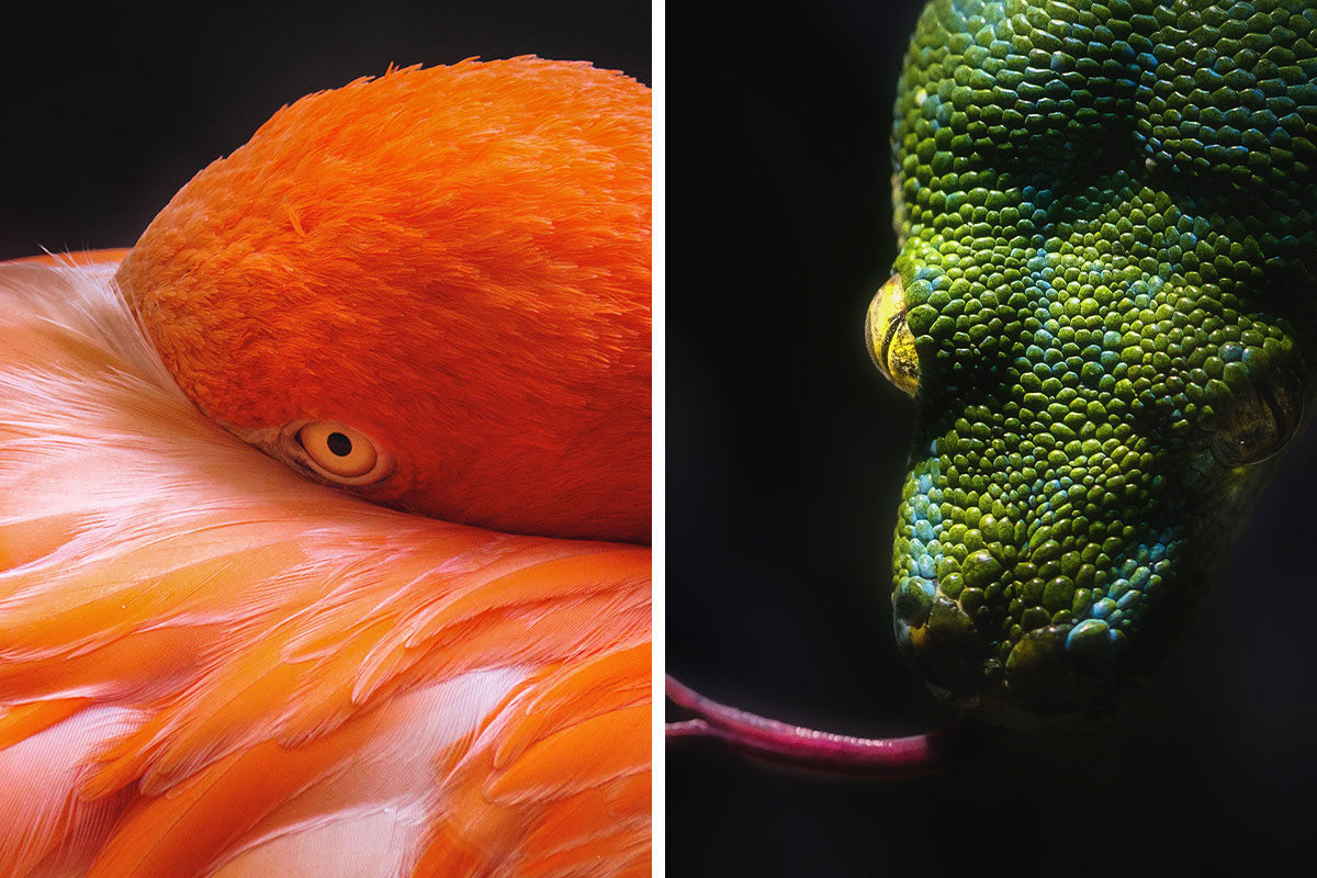 I’m An Animal Photographer, And Here Are My 14 Best Close-Up Eye ...