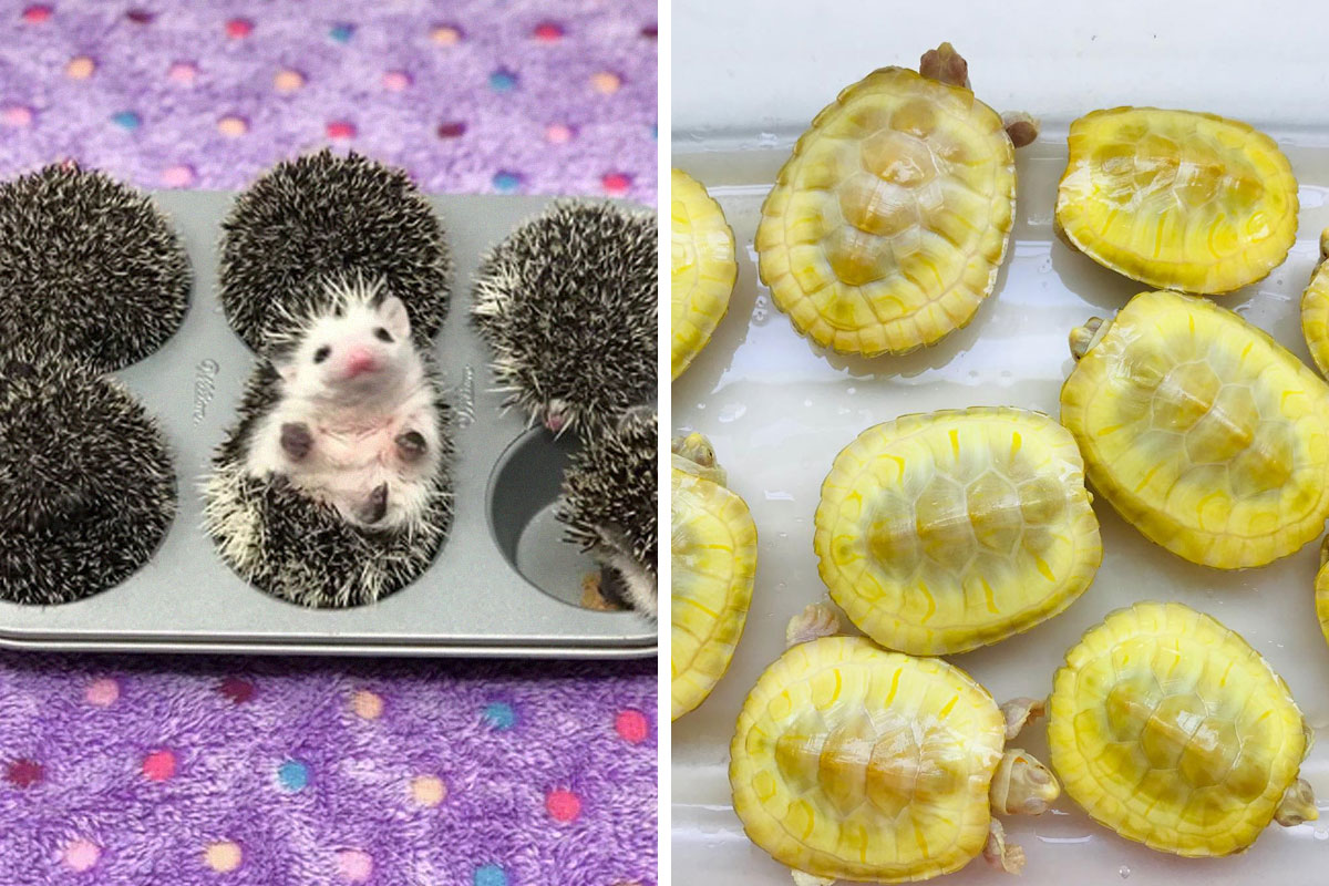 50 Hilarious Photos Of Animals Who Have An Uncanny Resemblance To Foods ...